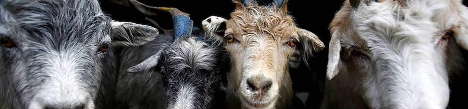 The Bearded Goat - South End